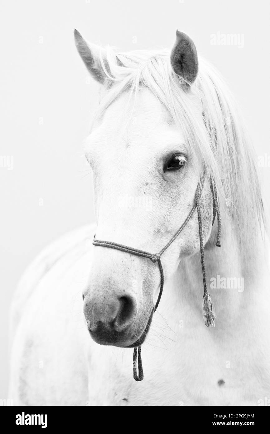 Closeup portrait beautiful horse Black and White Stock Photos & Images ...