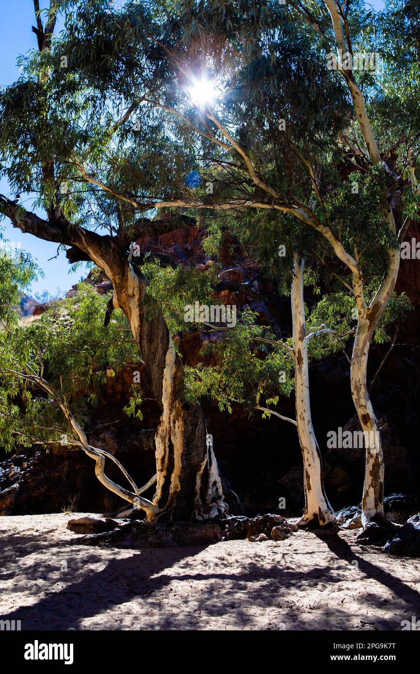 Sun through branches of gum tree Stock Photo - Alamy