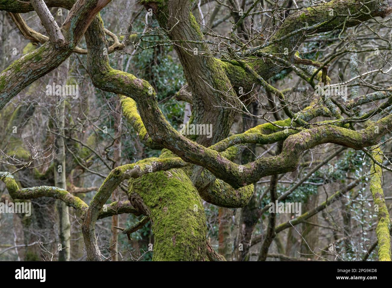 A tangle of branches of an old English Oak tree in late winter with ...