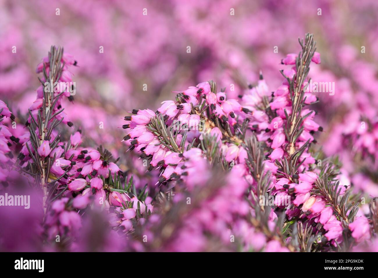 closeup on an Erica herbacea, Ericaceae family, macro photo Stock Photo ...