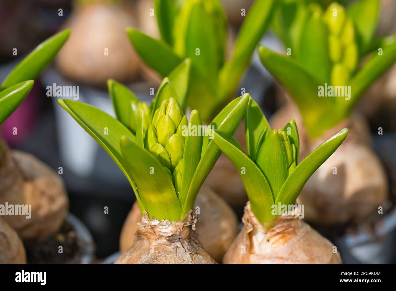 Colchicaceae family hi-res stock photography and images - Alamy
