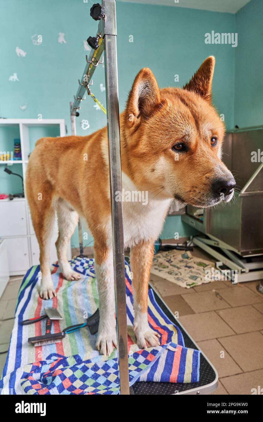 Japanese akita muzzle hi-res stock photography and images - Alamy