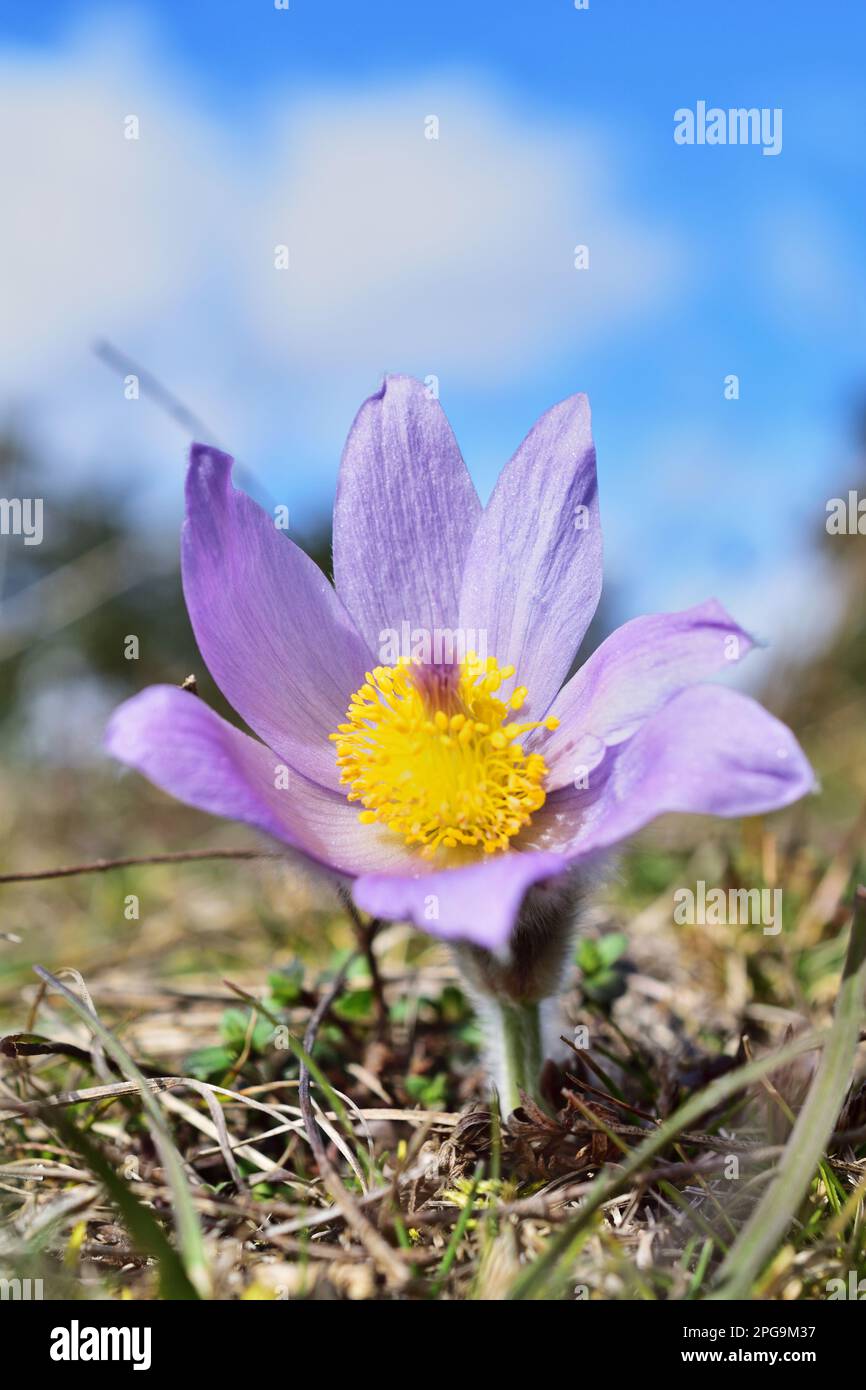 Pulsatilla grandis, the greater pasque flower Stock Photo - Alamy