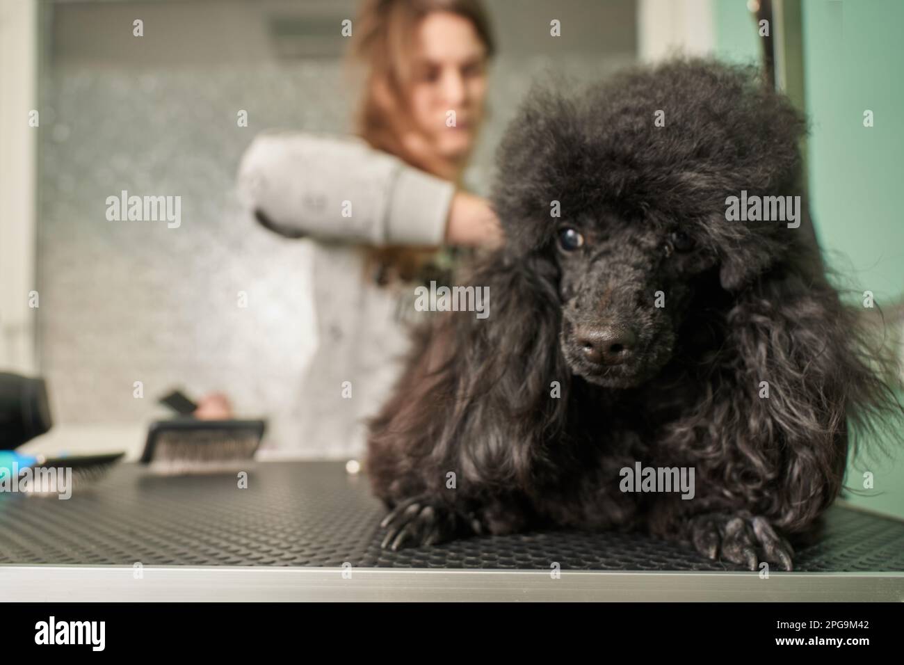 Black poodle being brushed by a woman in a pet salon Stock Photo - Alamy