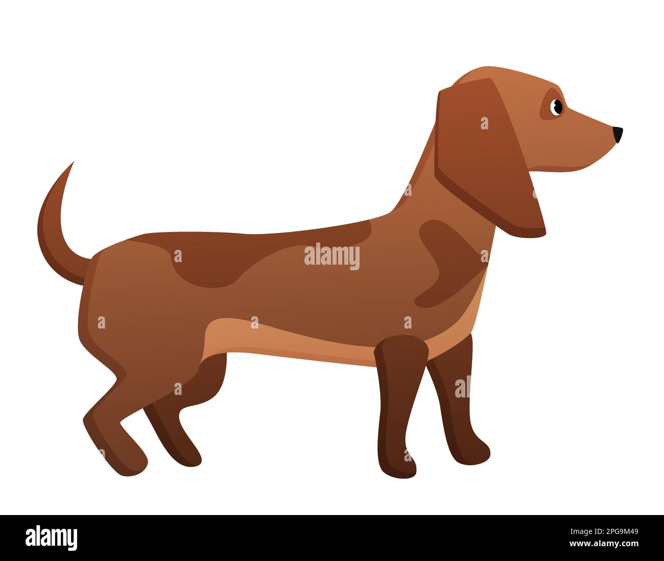 Dachshund dog breed. Domestic pet, family friend, sausage dog vector ...