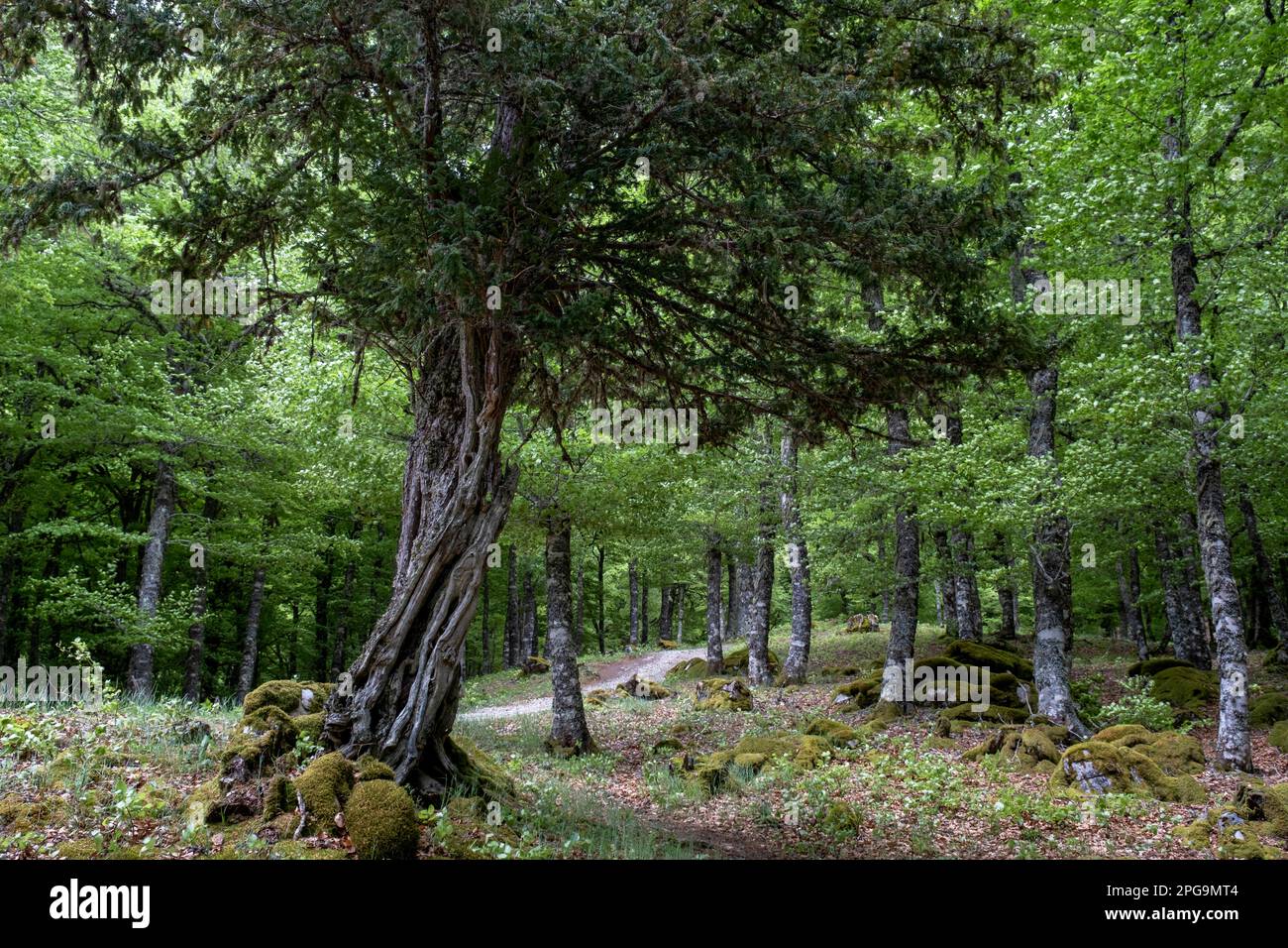 European yew (Taxus baccata) old tree in a beech grove (Fagus sylvatica ...
