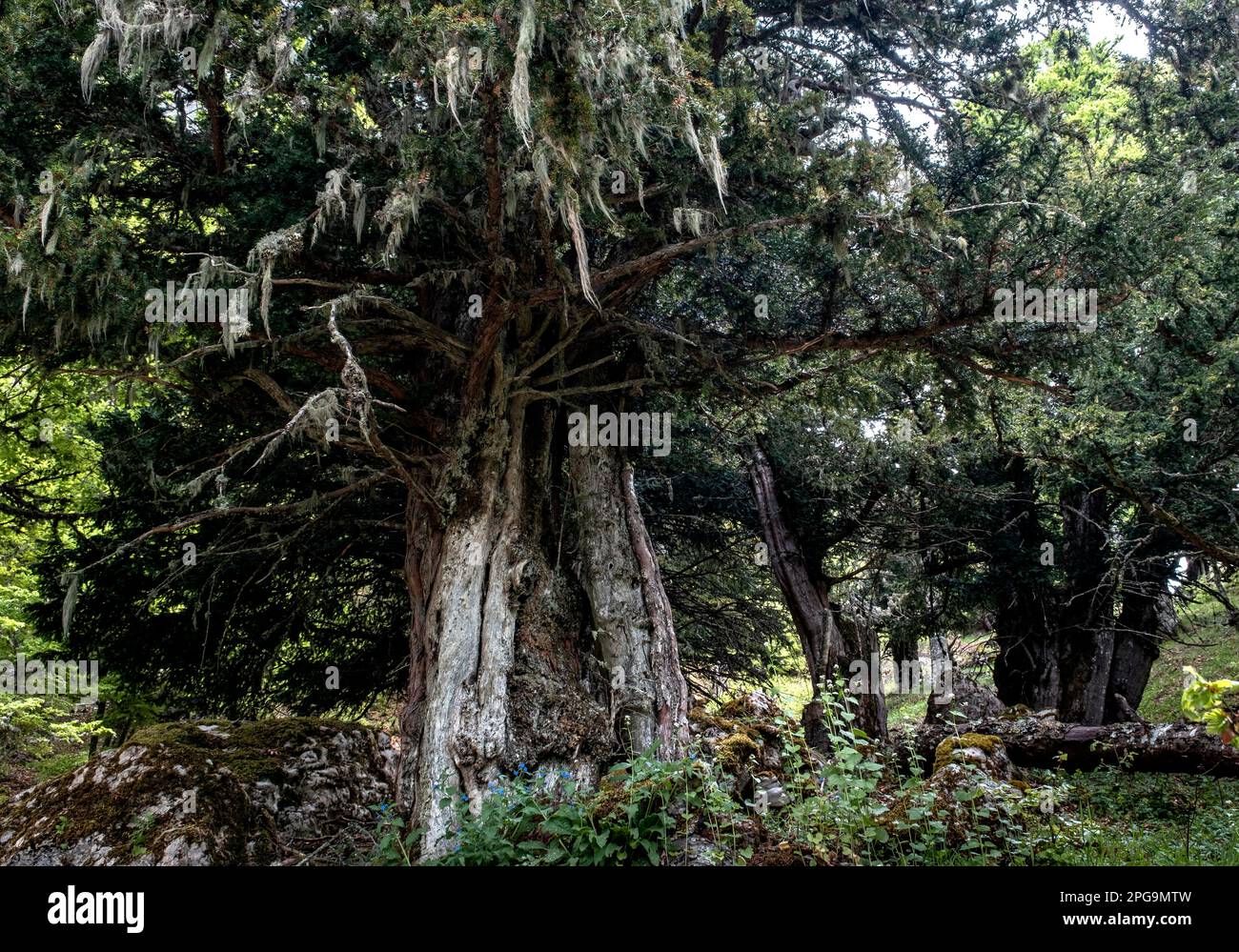 Old yew (Taxus baccata) tree covered by lichens Stock Photo - Alamy