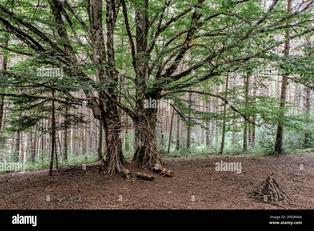 Bushcraft camp shelter in the forest Stock Photo - Alamy