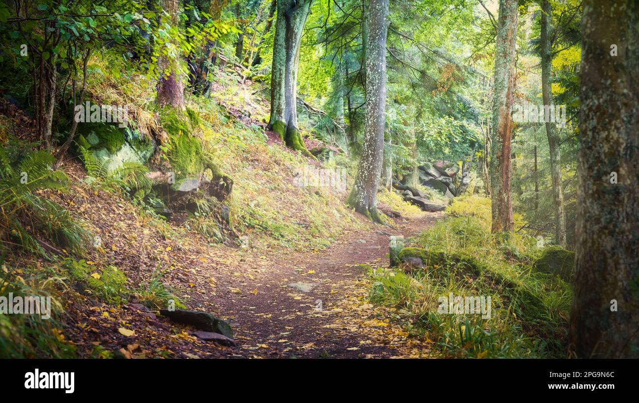 A scenic pathway located in a wooded area, Alsace, France Stock Photo ...