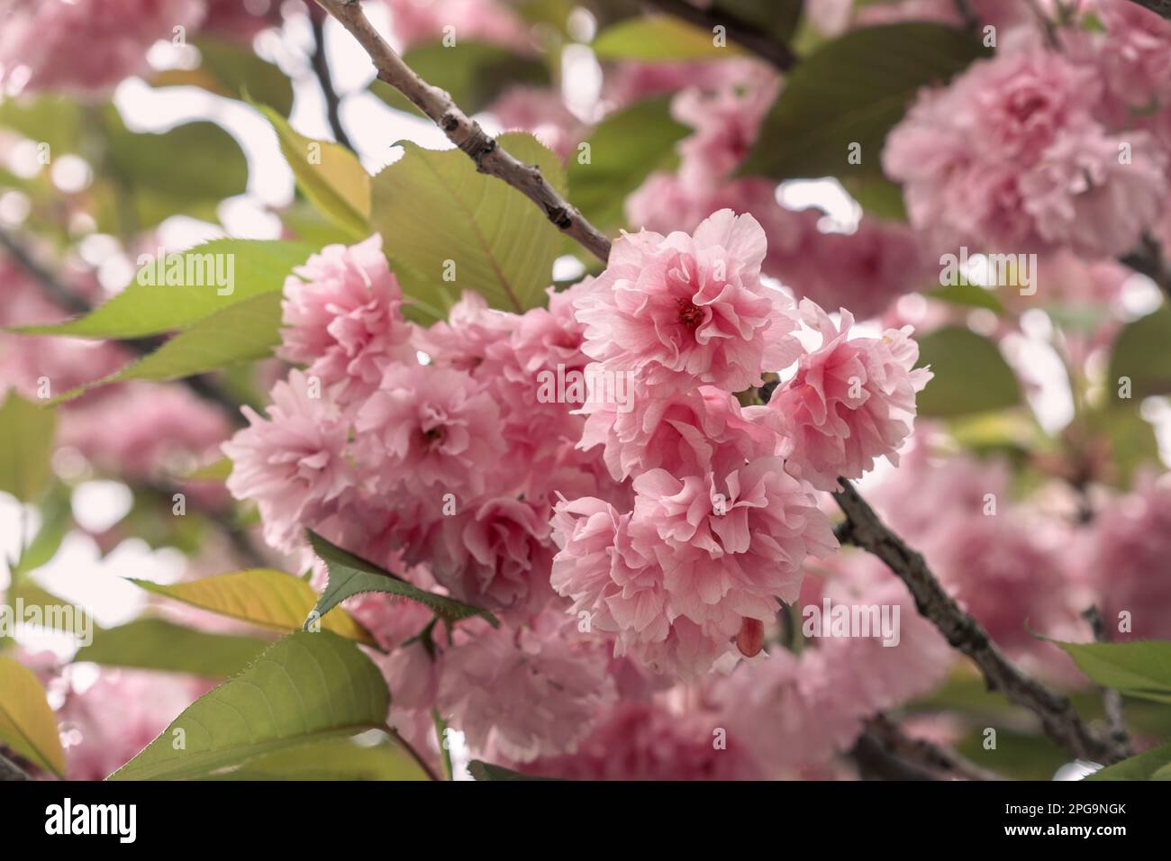 Japanese cherry (Prunus serrulata) pink flowers blooming Stock Photo ...