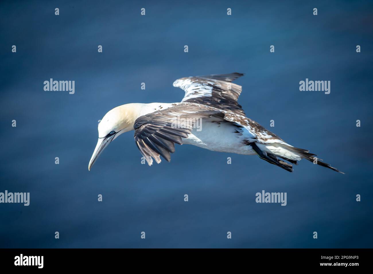 A northern gannet (Morus bassanus) soaring on the shoreline during the sunny weather Stock Photo ...
