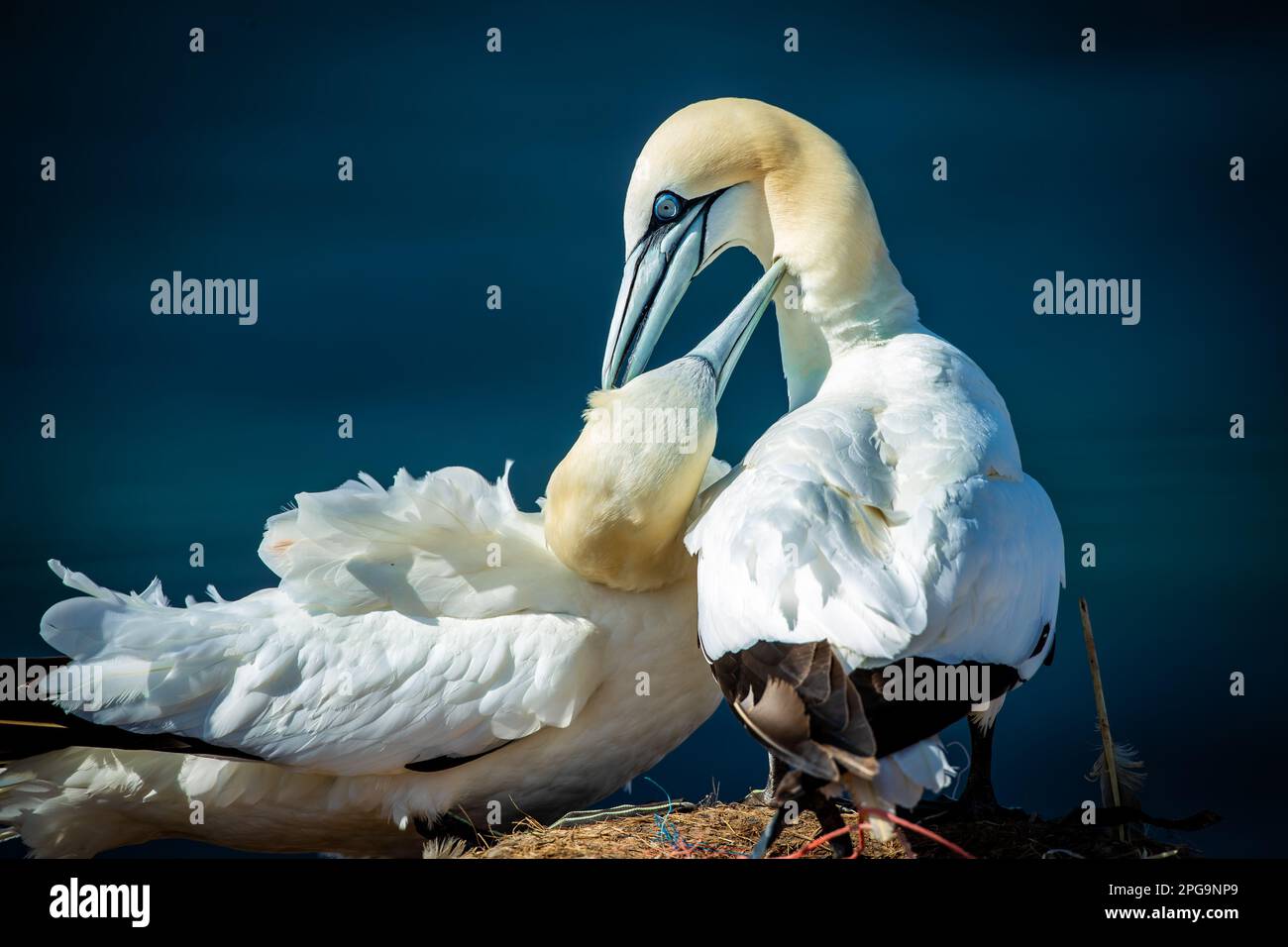 A flock of northern gannet (Morus bassanus) birds on the shoreline ...