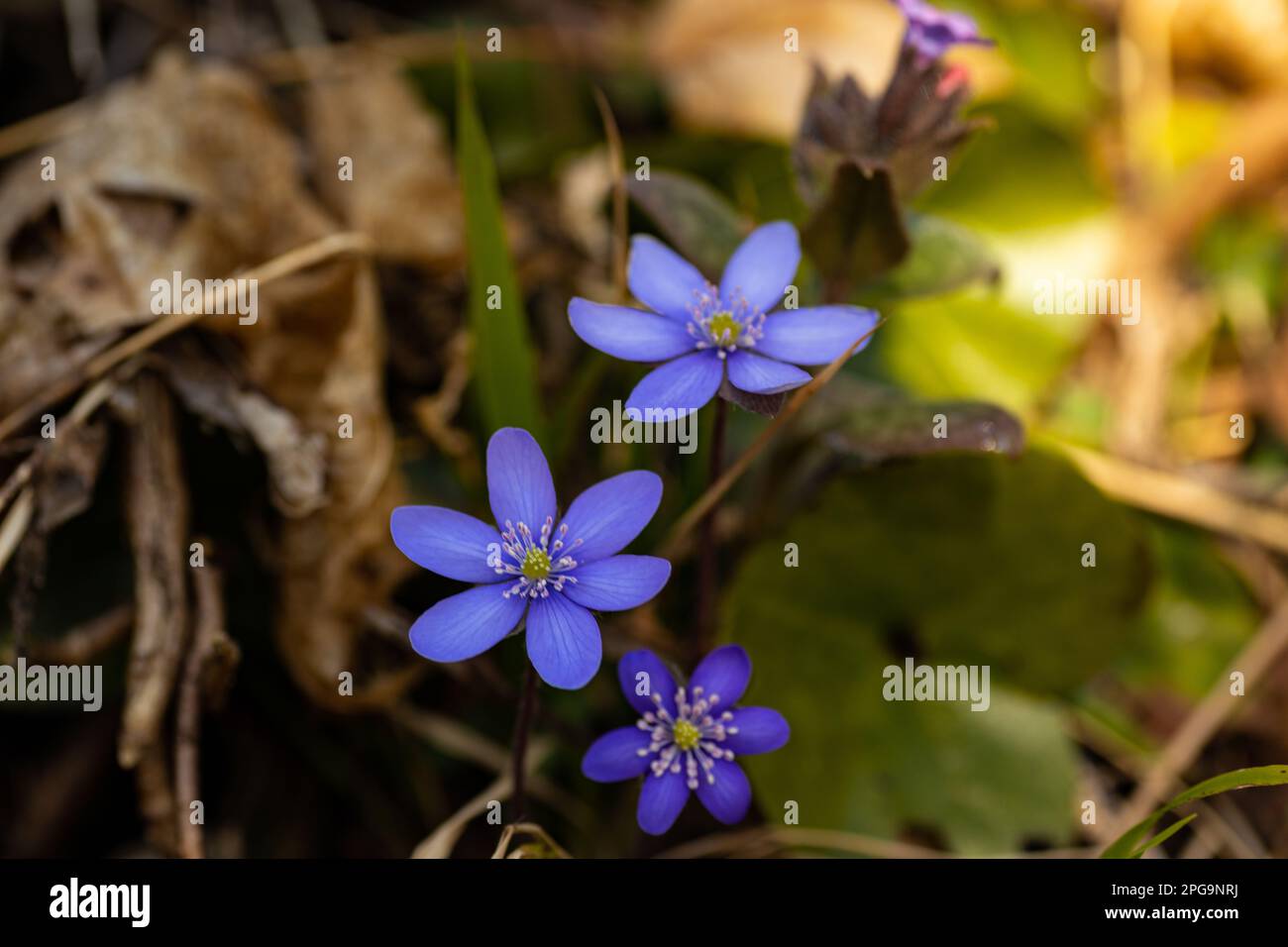 macro of beautiful liverwort flowers Stock Photo - Alamy