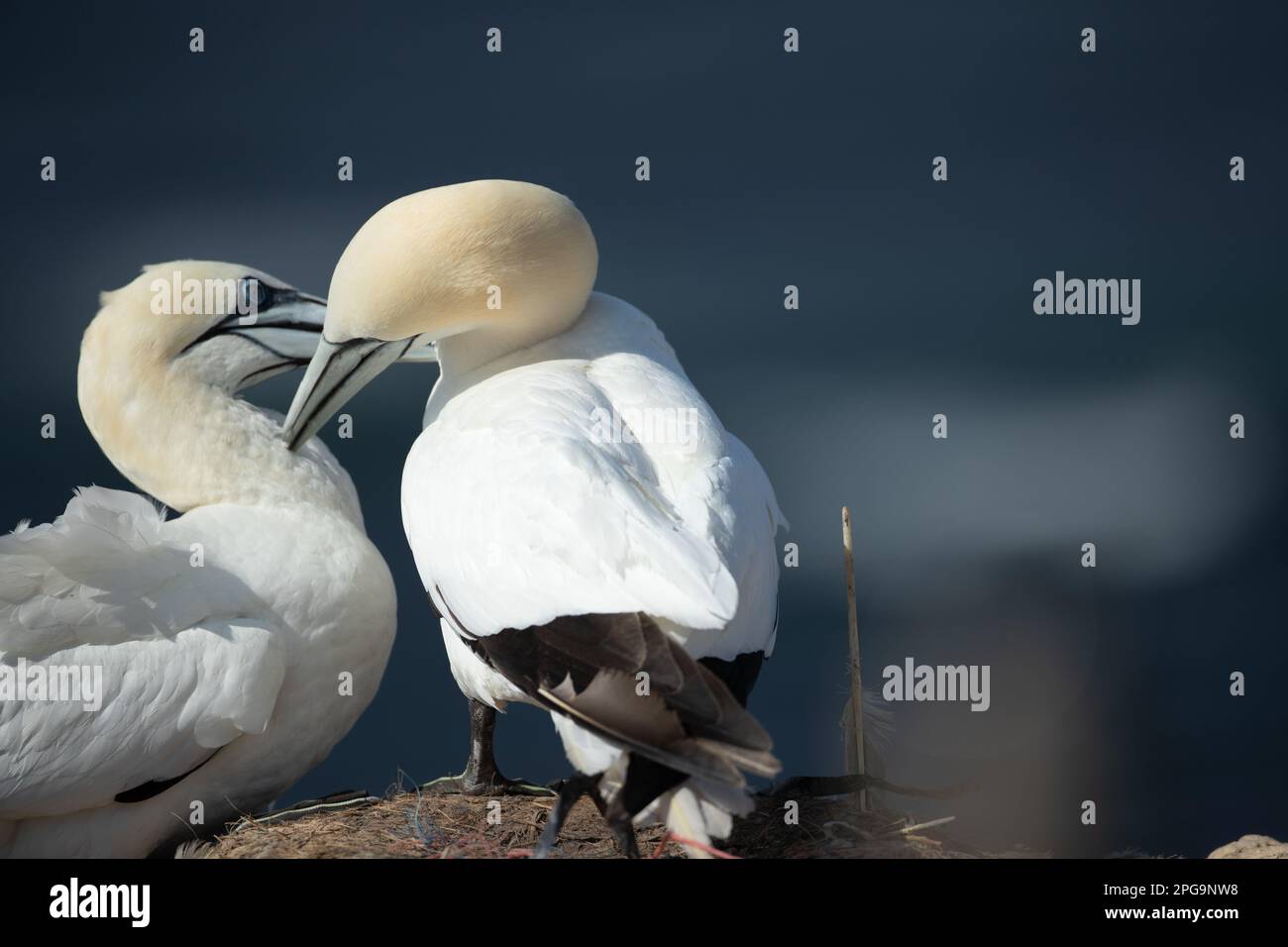 A flock of northern gannet (Morus bassanus) birds on the shoreline ...