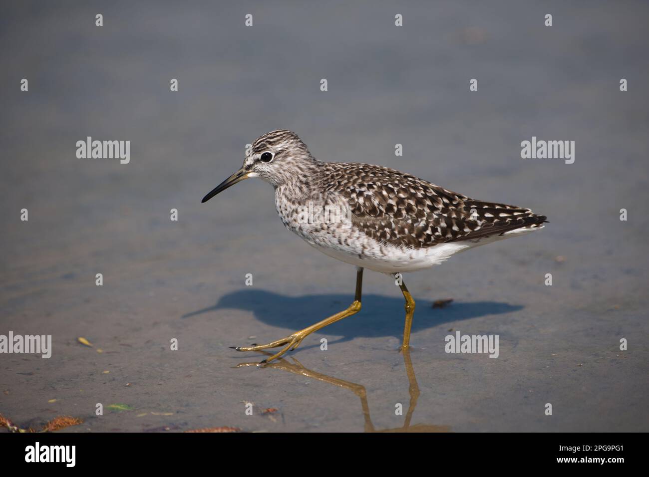 piro piro boschereccio; fiume sele, oasi wwf di persano, serre, salerno ...