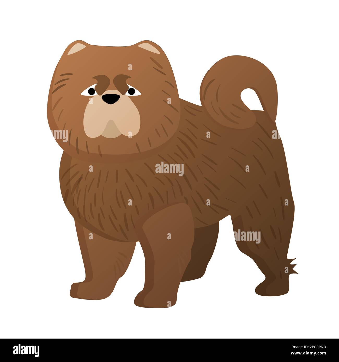 Chow chow dog. Doggie domestic breed, familiar loyal pet, puppy friend ...