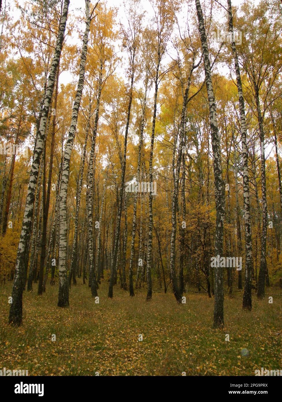 A dense forest of tall trees with lush autumn foliage Stock Photo - Alamy