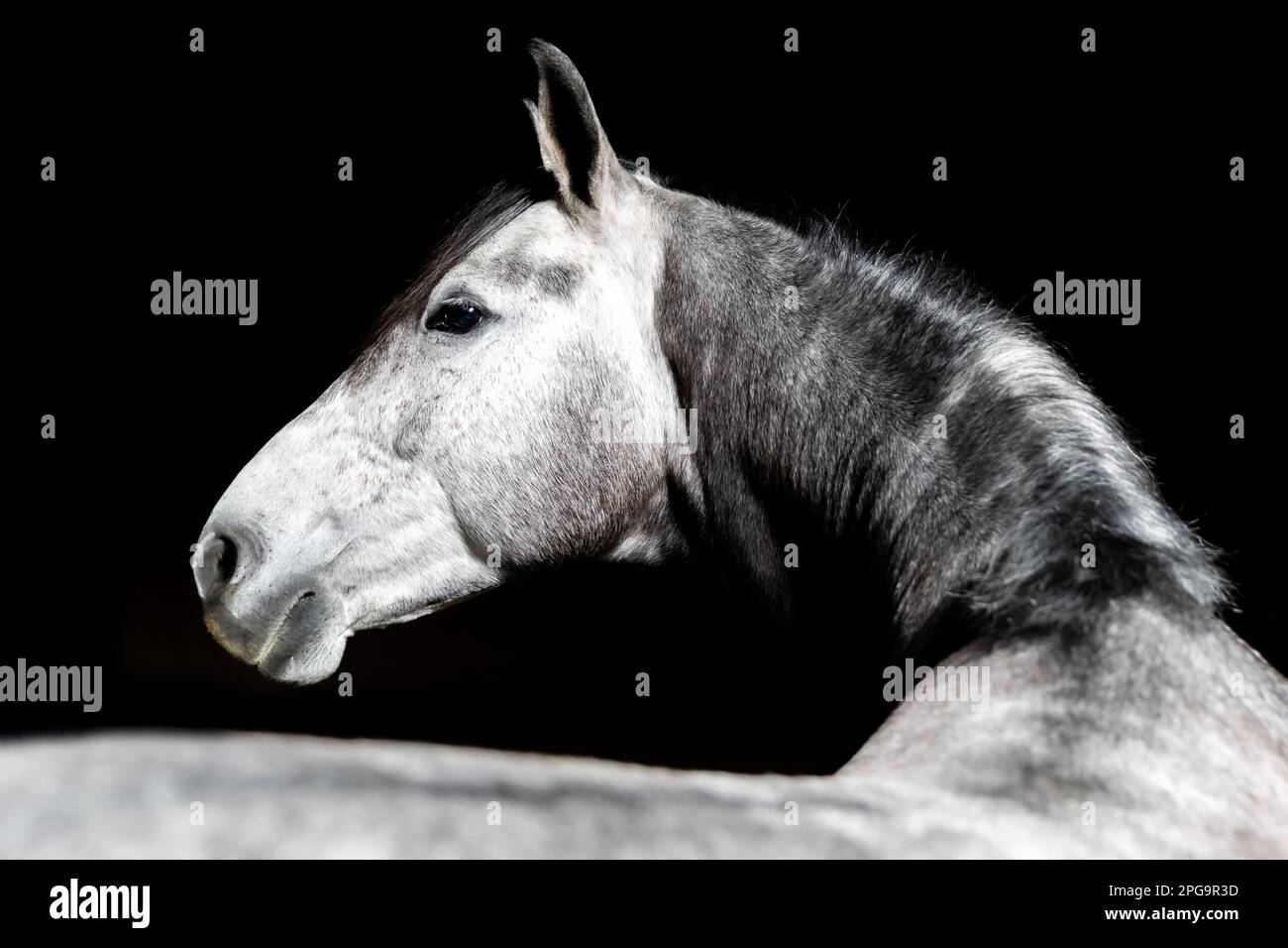 Low key, black background with room for text artistic equine ...