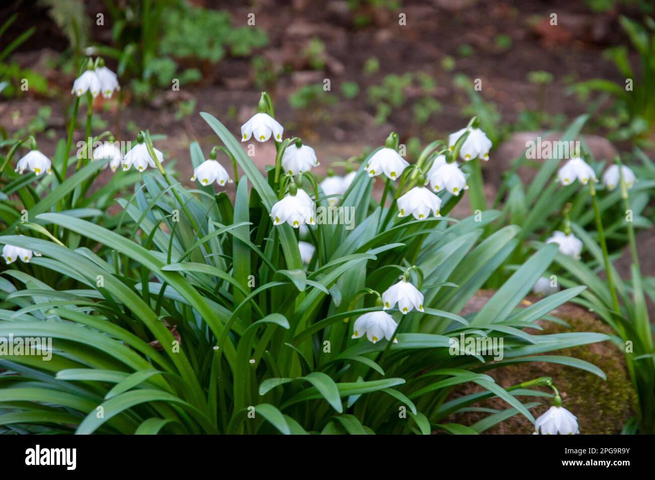 Snowdrops growing in a forest with leaves on the ground Stock Photo - Alamy