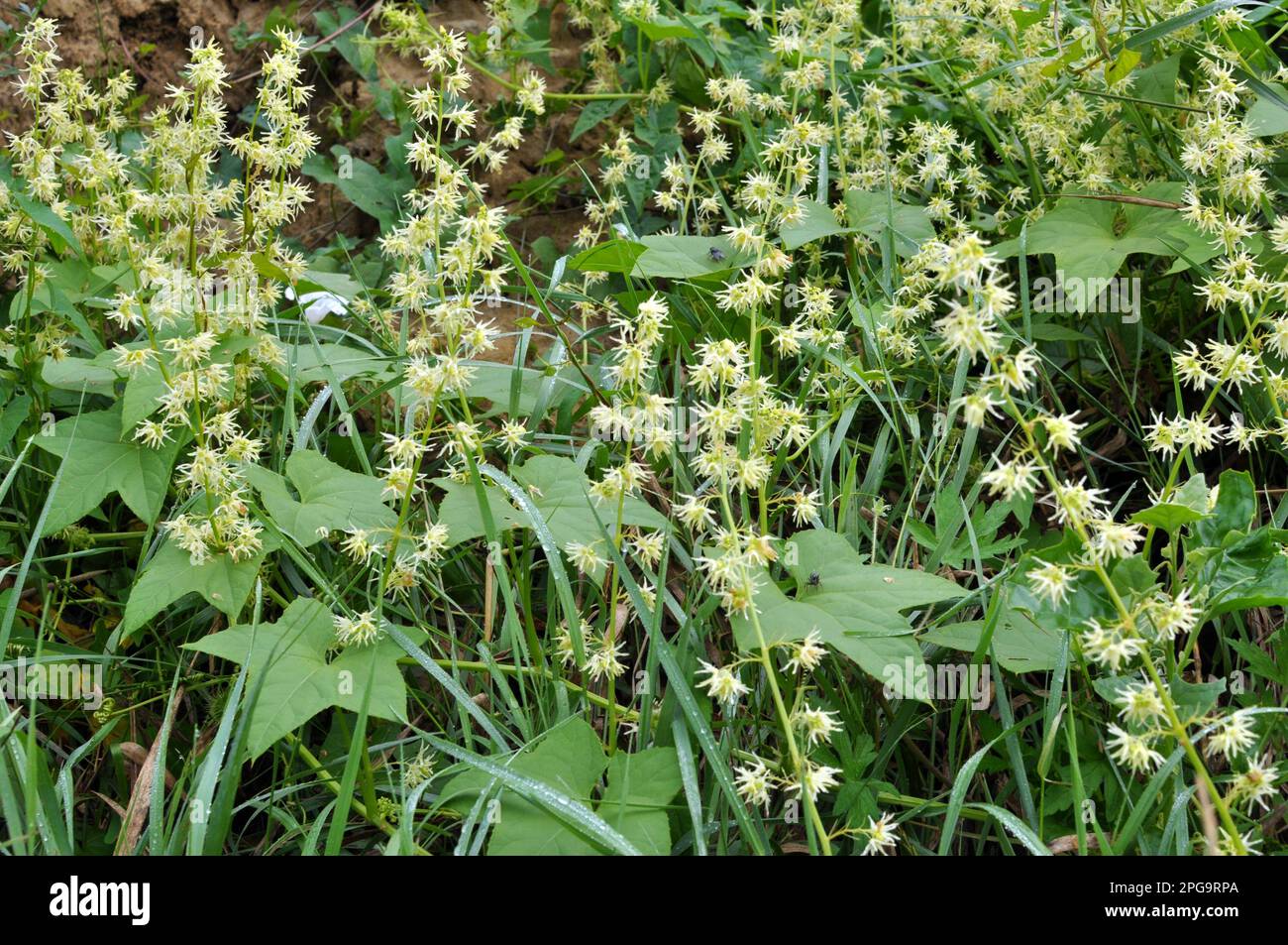 In the summer, echinocystis lobata grows in the wild Stock Photo - Alamy