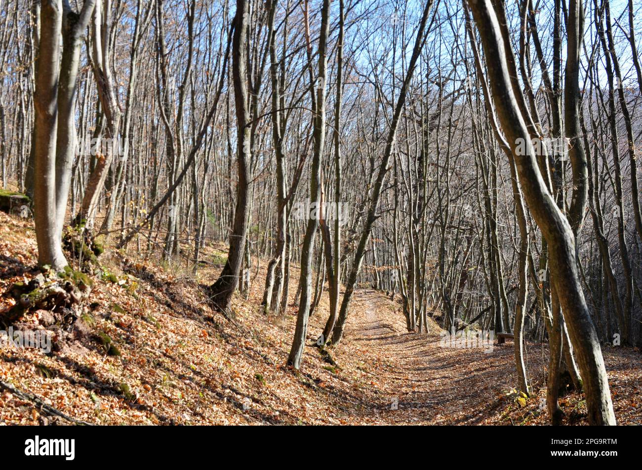 Hornbeam trees solid wood grow in the forest Stock Photo - Alamy