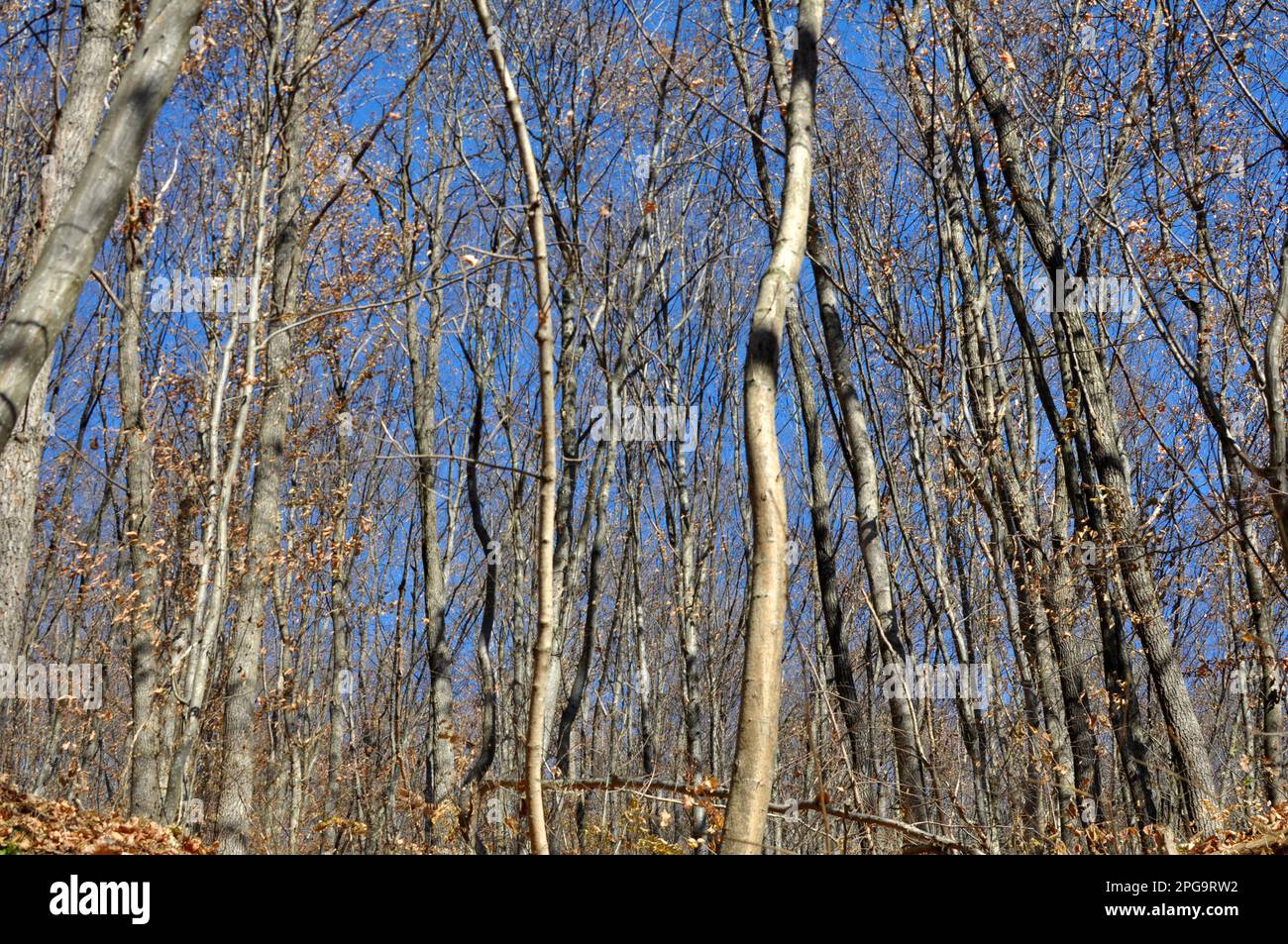 Hornbeam trees solid wood grow in the forest Stock Photo - Alamy