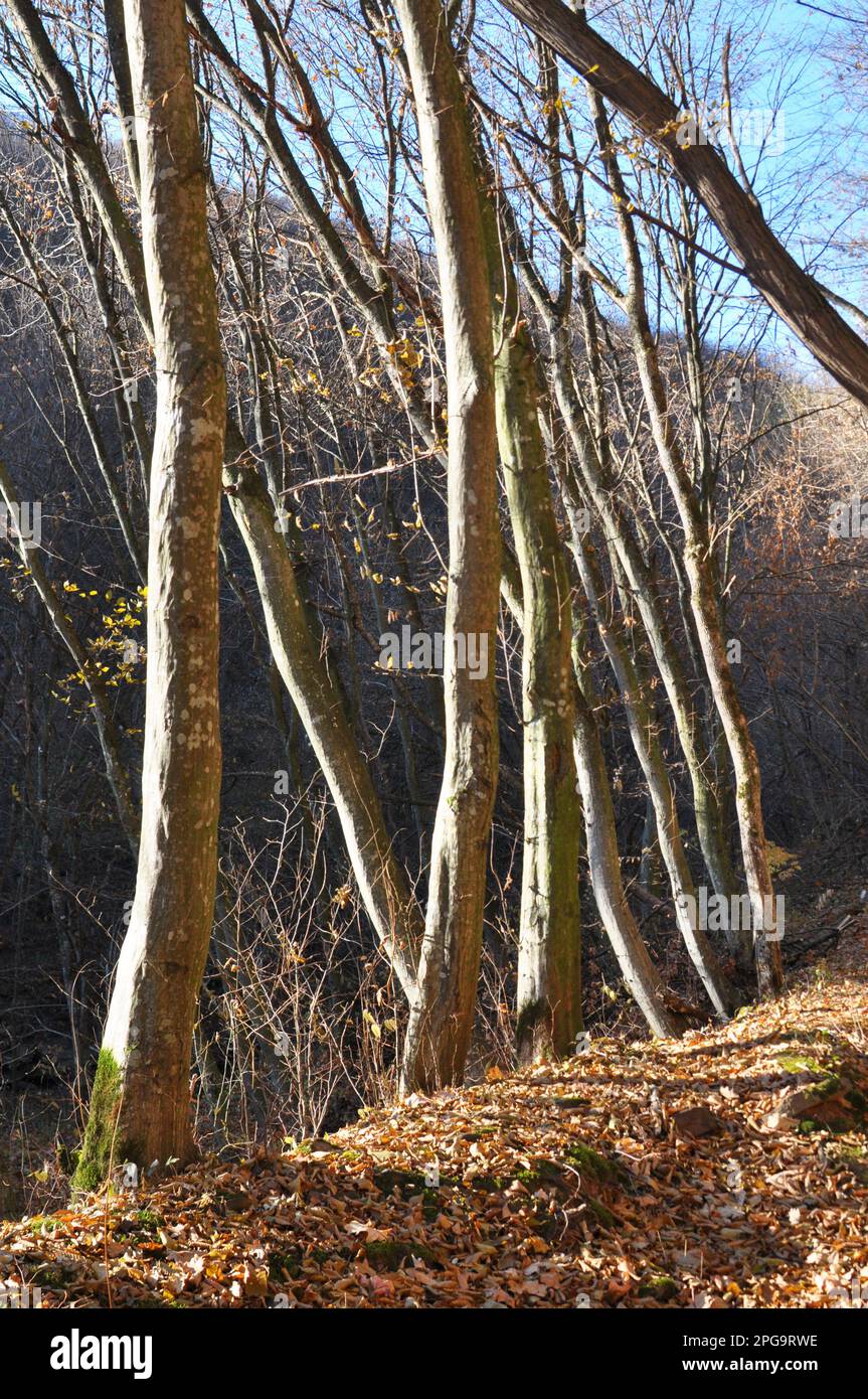 Hornbeam trees solid wood grow in the forest Stock Photo - Alamy