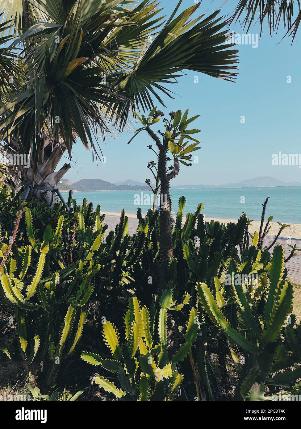 A succulent cactus plant growing in a sandy beach environment Stock ...