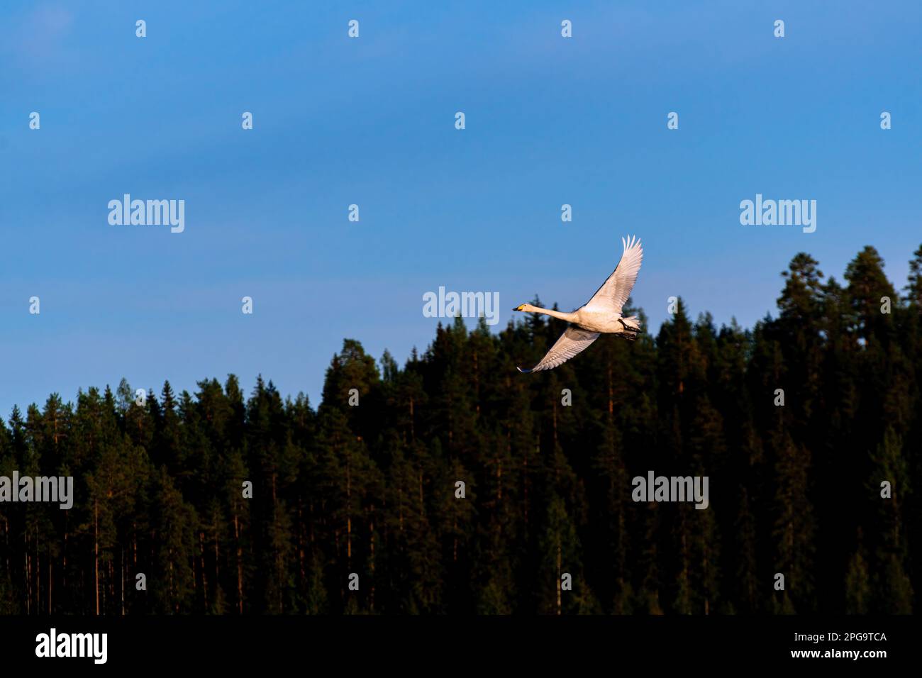 Swan flying in the light of sunset. A bird flies over the trees. The ...