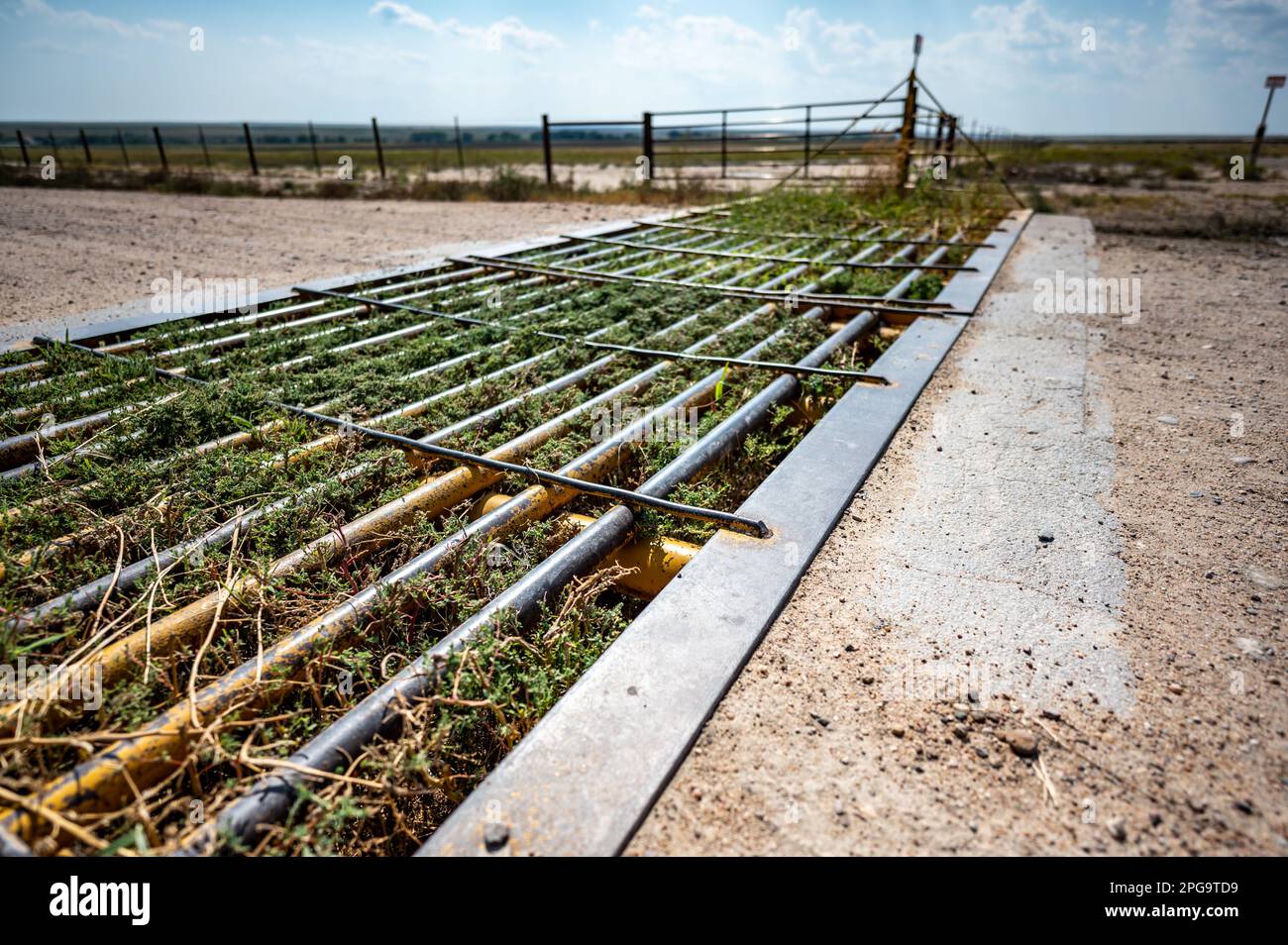 Metal cattle crossing ground gate with weeds growing between Stock ...