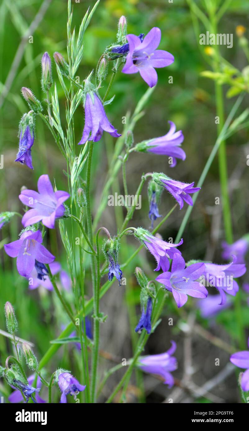 Bells (Campanula) bloom in the wild in summer Stock Photo - Alamy