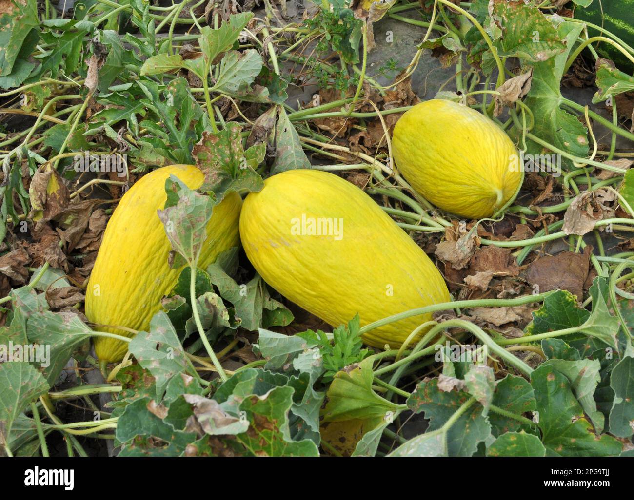 Yellow melon grows in open organic soil Stock Photo - Alamy