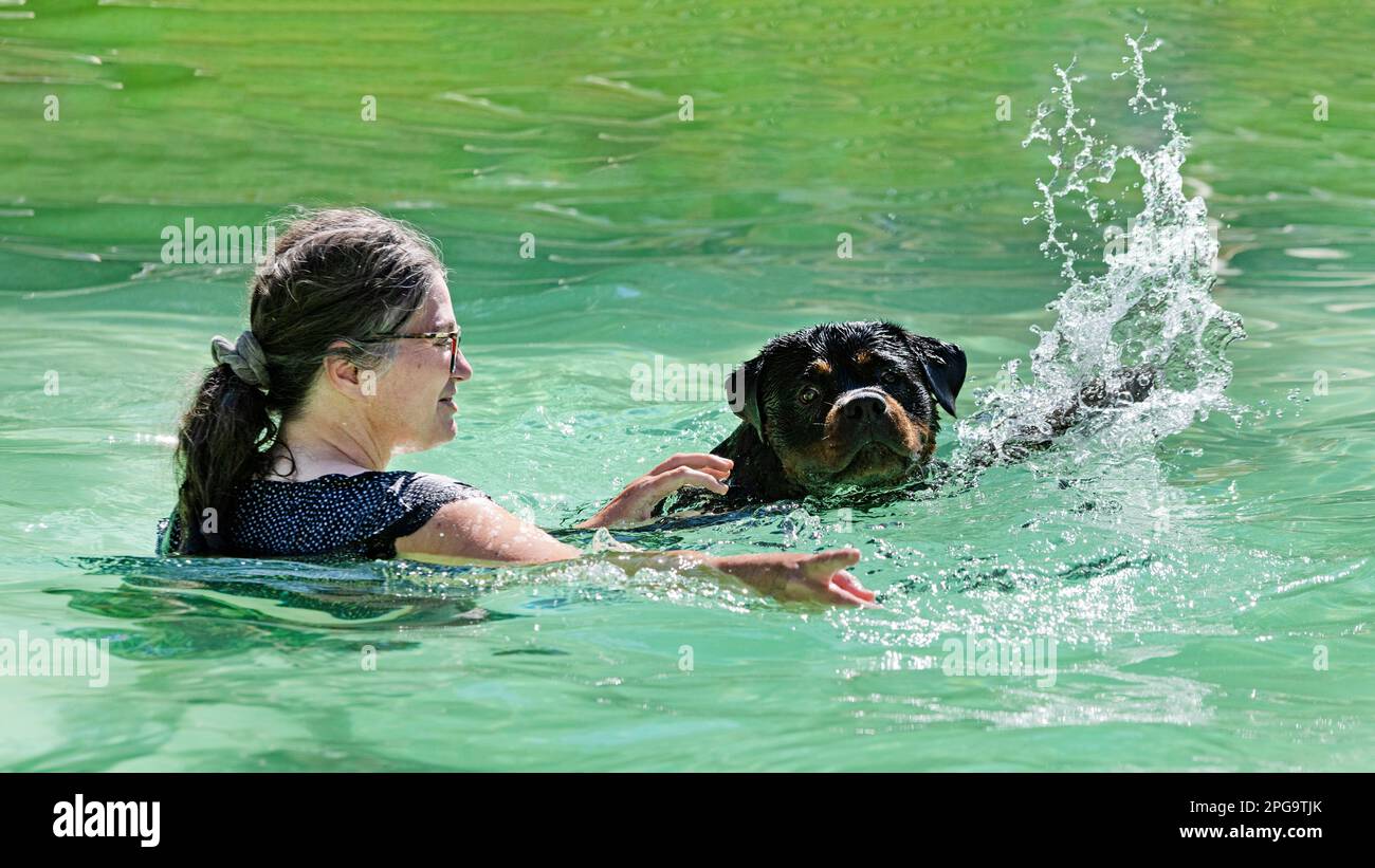young rottweiler playing and swimming in a swimming pool Stock Photo ...
