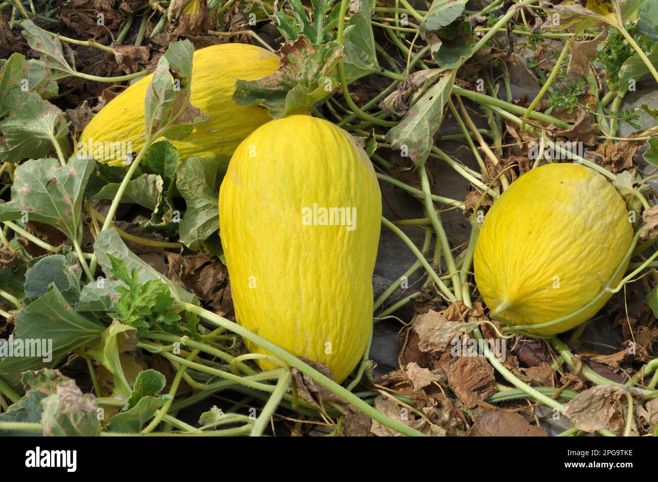 Yellow melon grows in open organic soil Stock Photo - Alamy