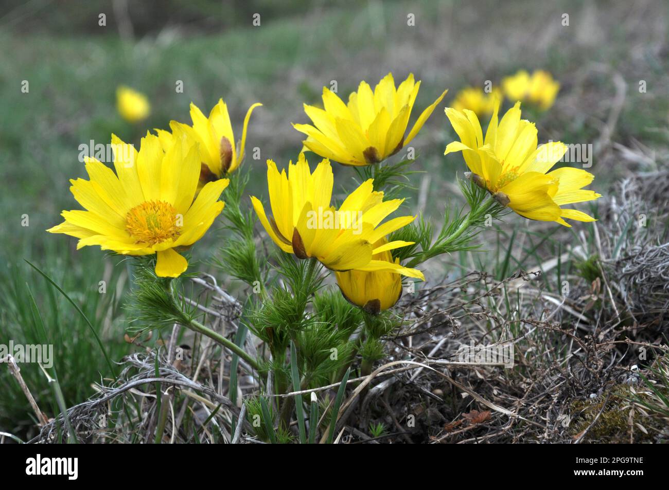 Adonis vernalis, on the hills grows in the wild Stock Photo - Alamy