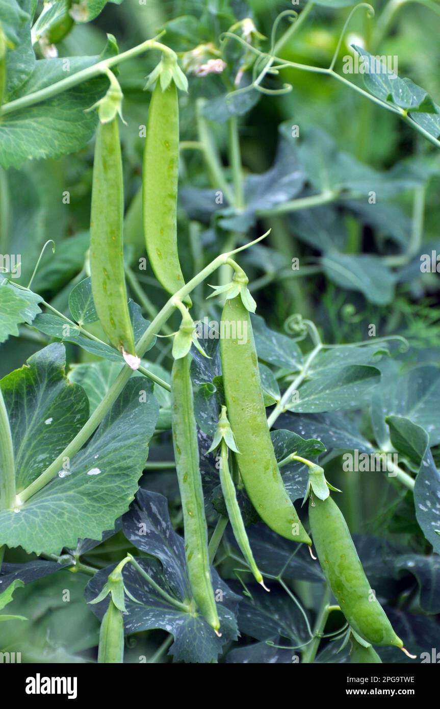 Young, green peas ripen on the bush Stock Photo - Alamy
