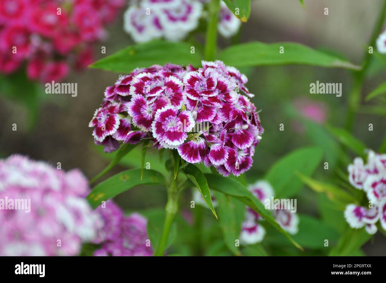 In the garden on the flowerbed blooms carnation Stock Photo - Alamy