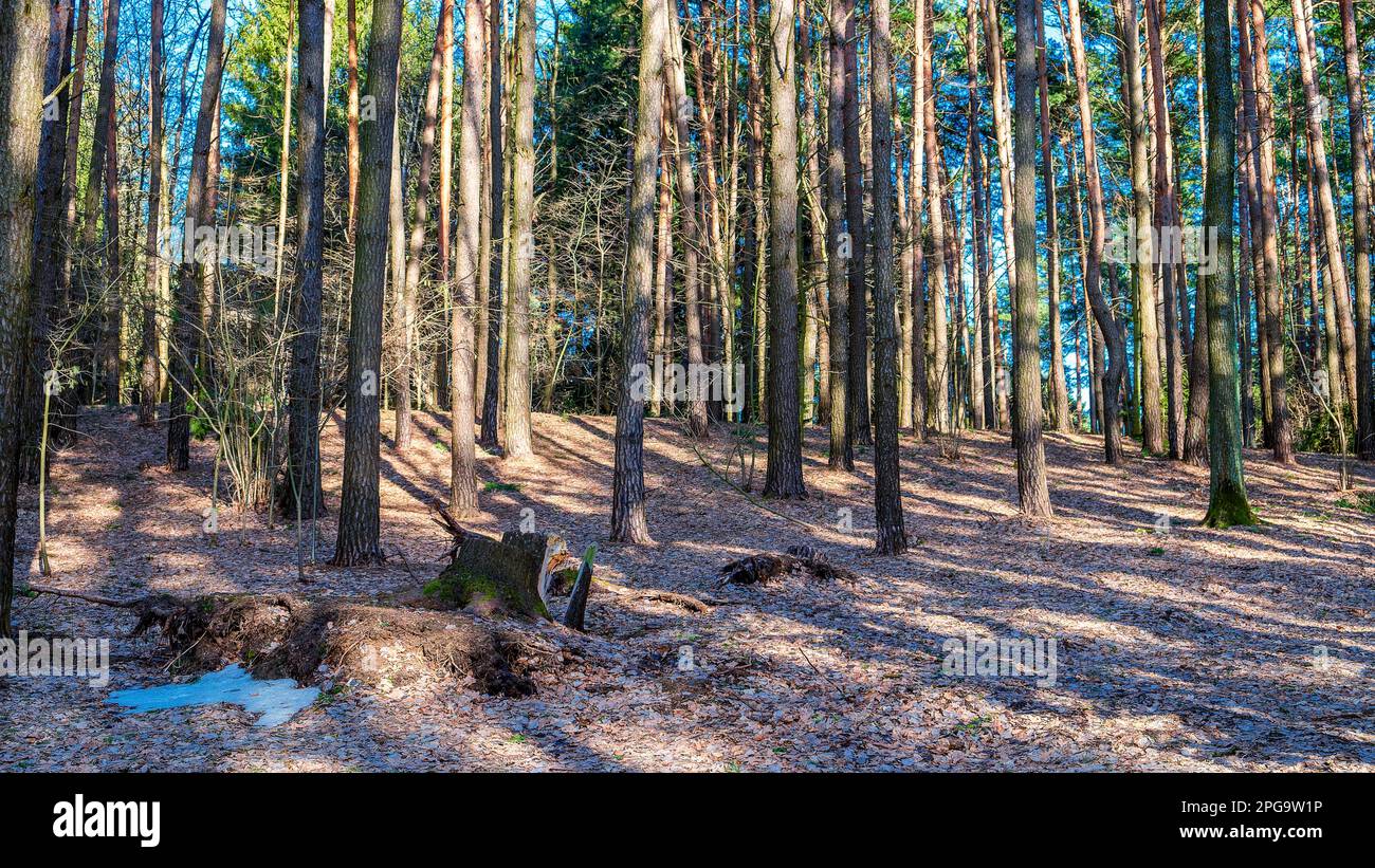 Pine litter hi-res stock photography and images - Alamy
