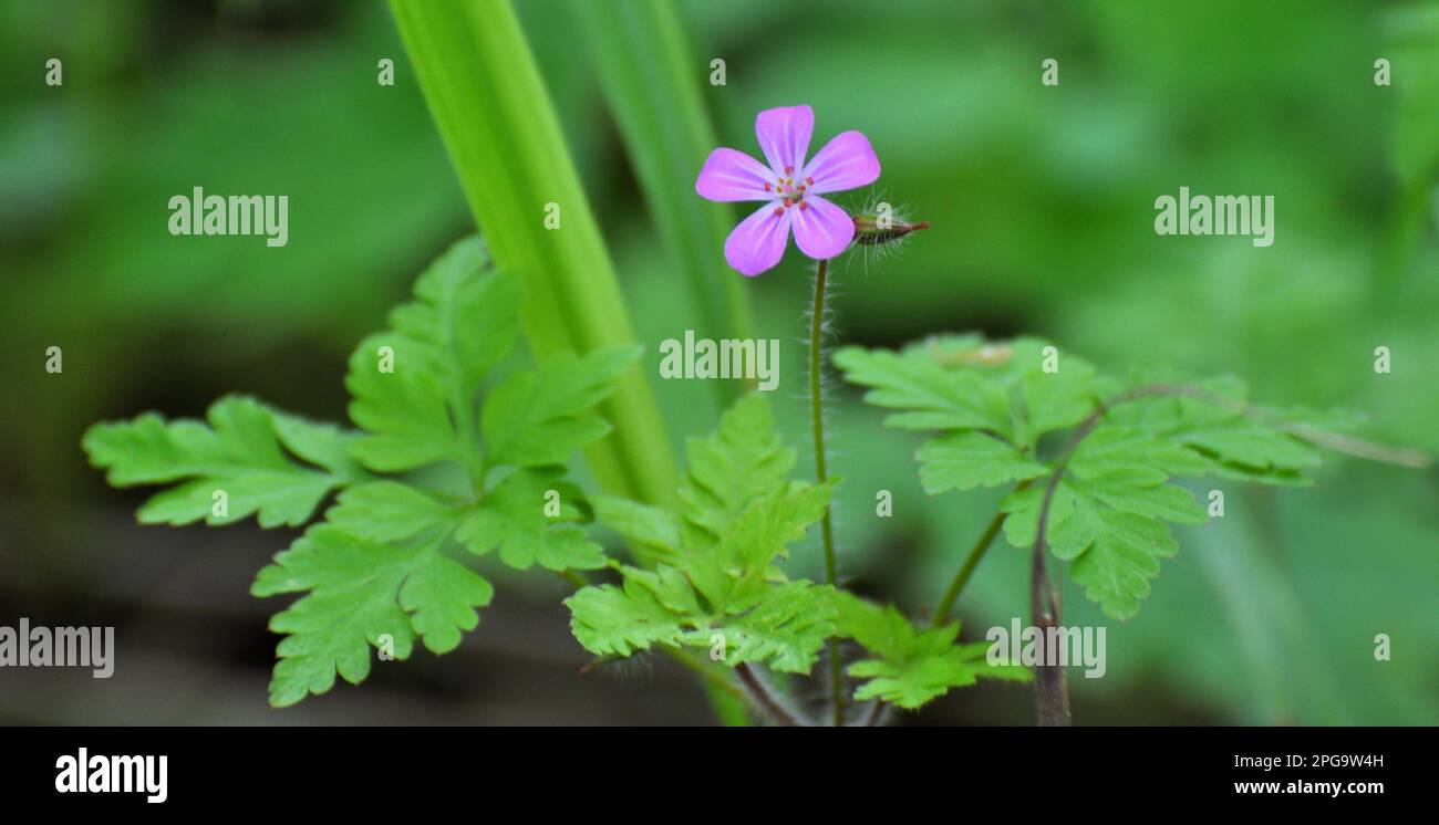 Geranium (Geranium robertianum) grows in the wild Stock Photo - Alamy