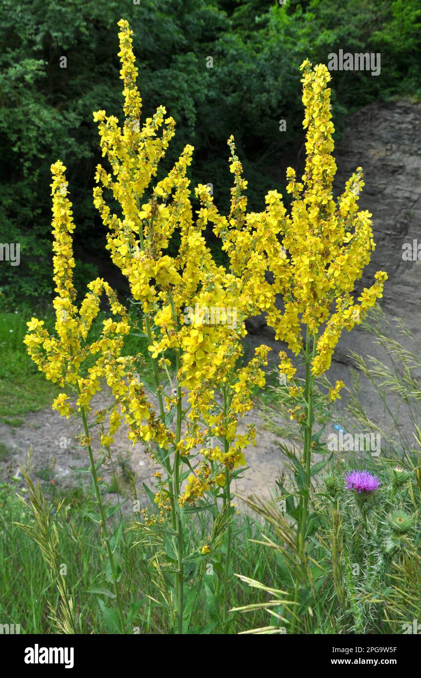 One of the species of mullein, Verbascum lychnitis, blooms in the wild ...