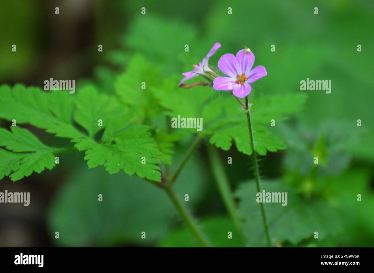 Geranium herb to robert hi-res stock photography and images - Alamy
