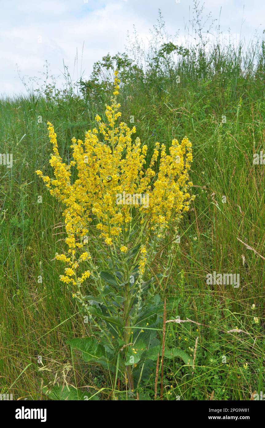 One of the species of mullein, Verbascum lychnitis, blooms in the wild ...