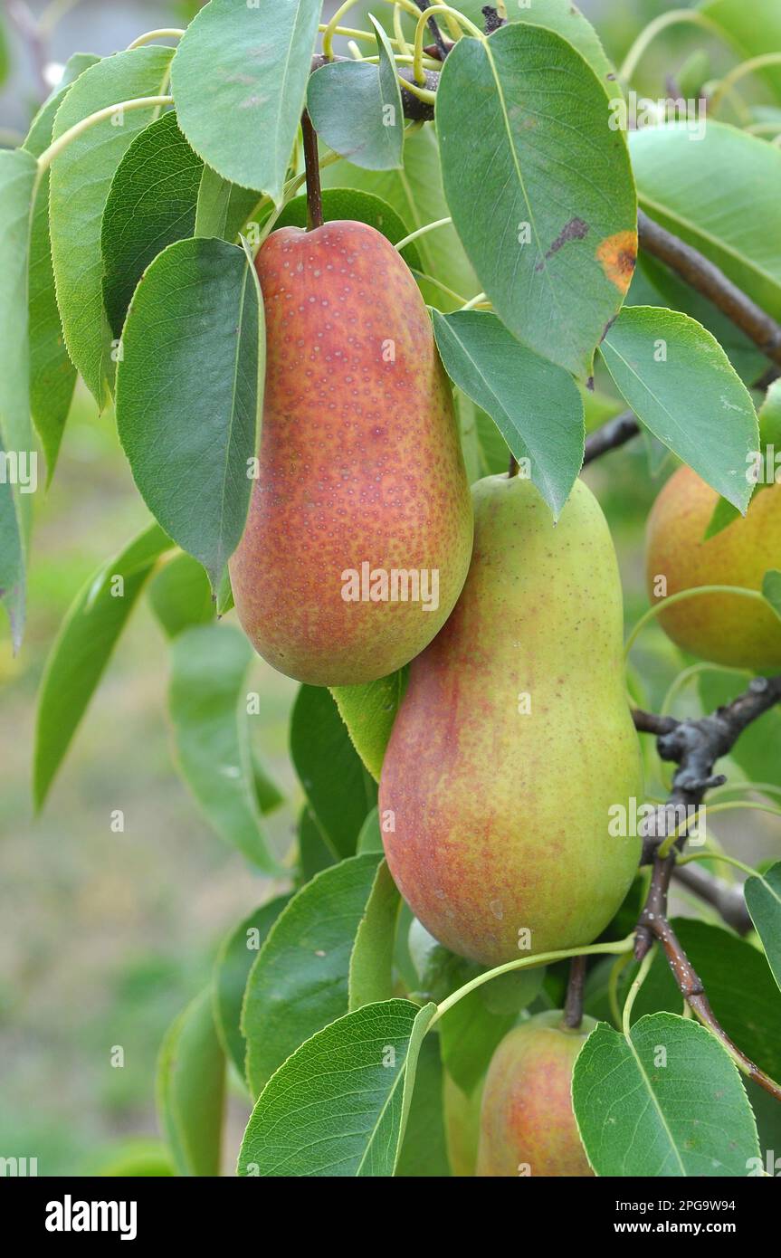 In the orchard, pears ripen on the tree branch Stock Photo - Alamy