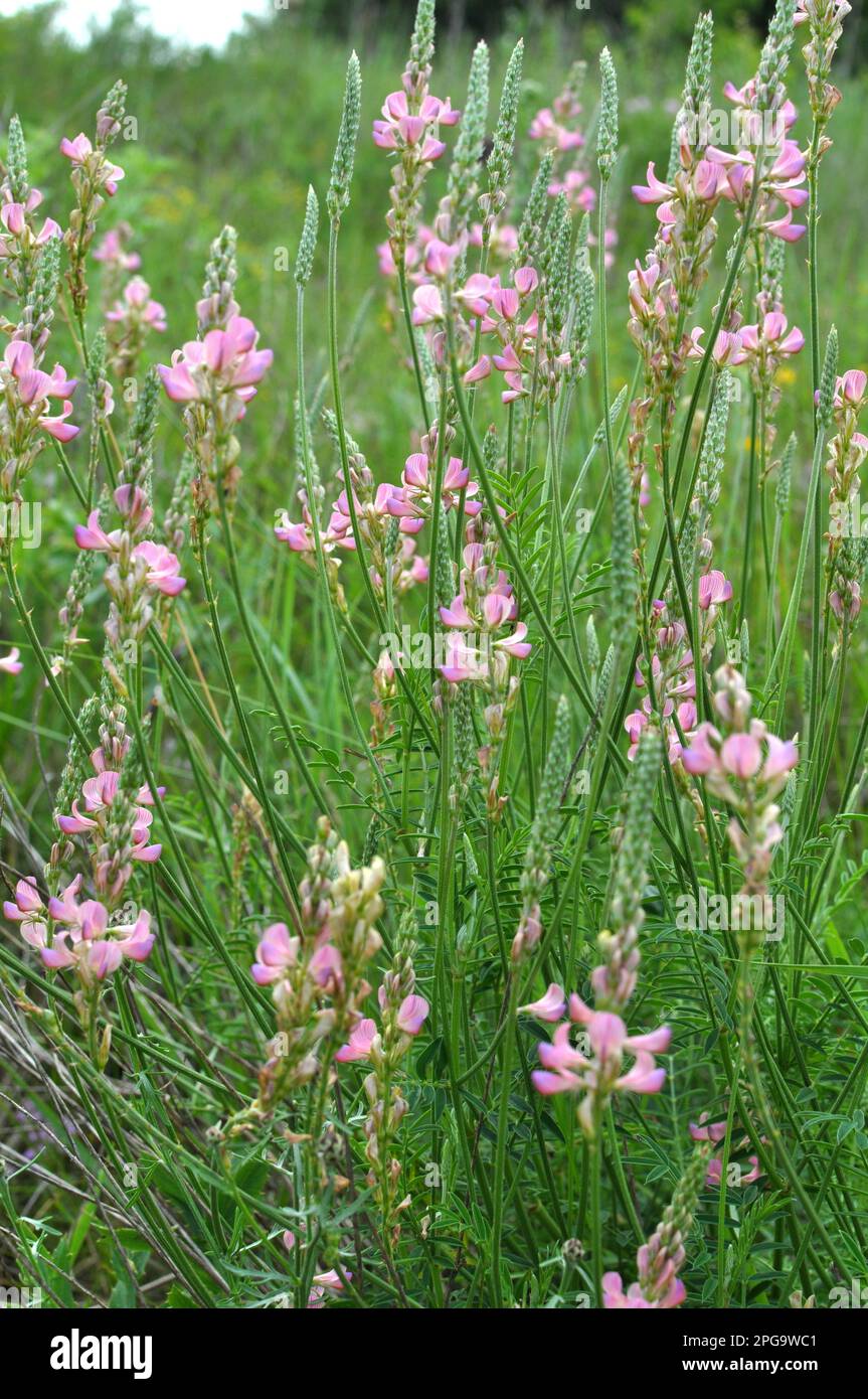 In the meadow among wild grasses blooms sainfoin (onobrychis Stock ...
