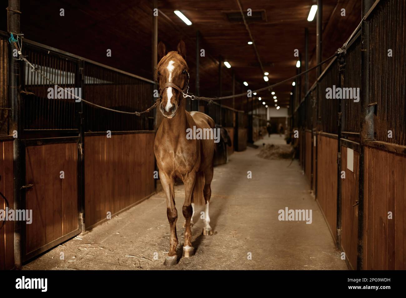 Portrait of young purebred stallion tied standing in stalls Stock Photo ...