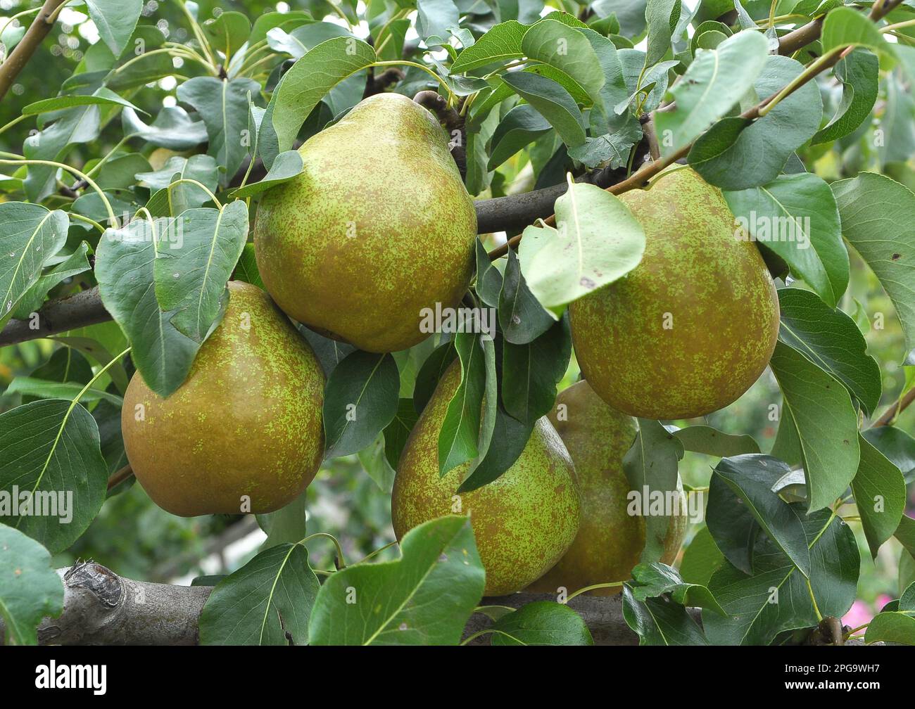 In the orchard, pears ripen on the tree branch Stock Photo - Alamy
