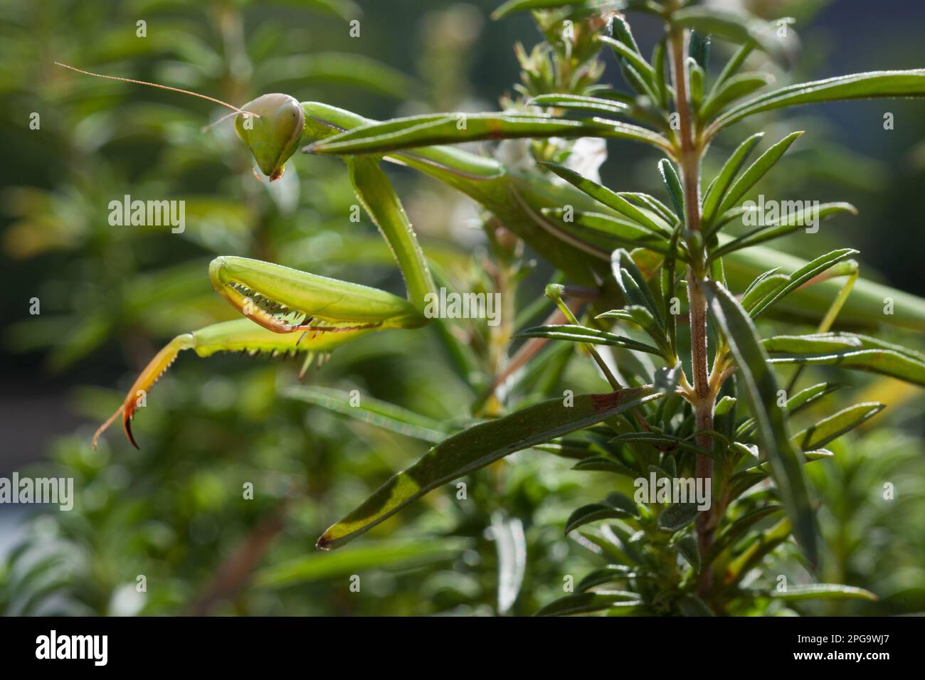 Mantide religiosa religiosa hi-res stock photography and images - Alamy