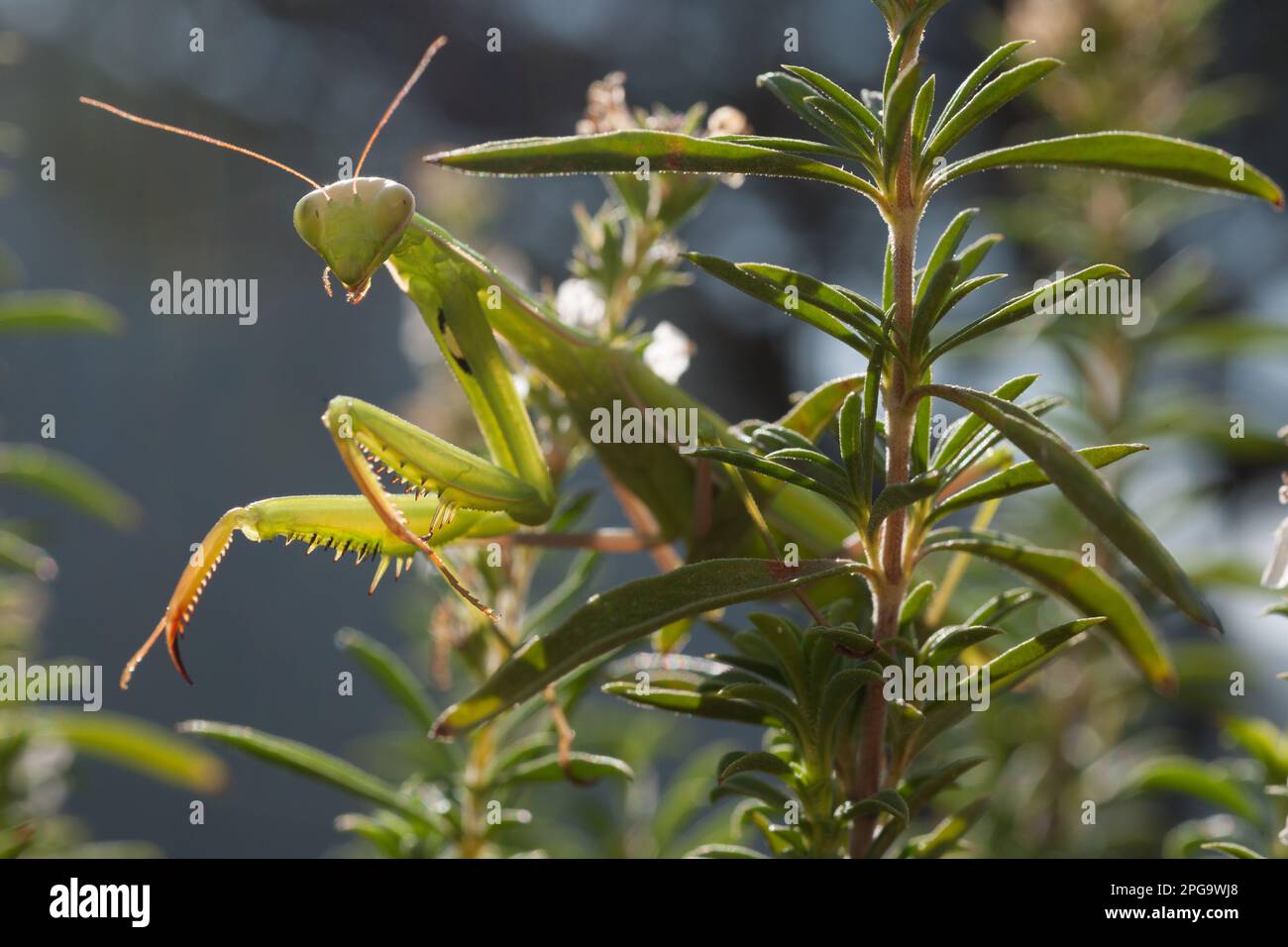 Mantide religiosa religiosa hi-res stock photography and images - Alamy