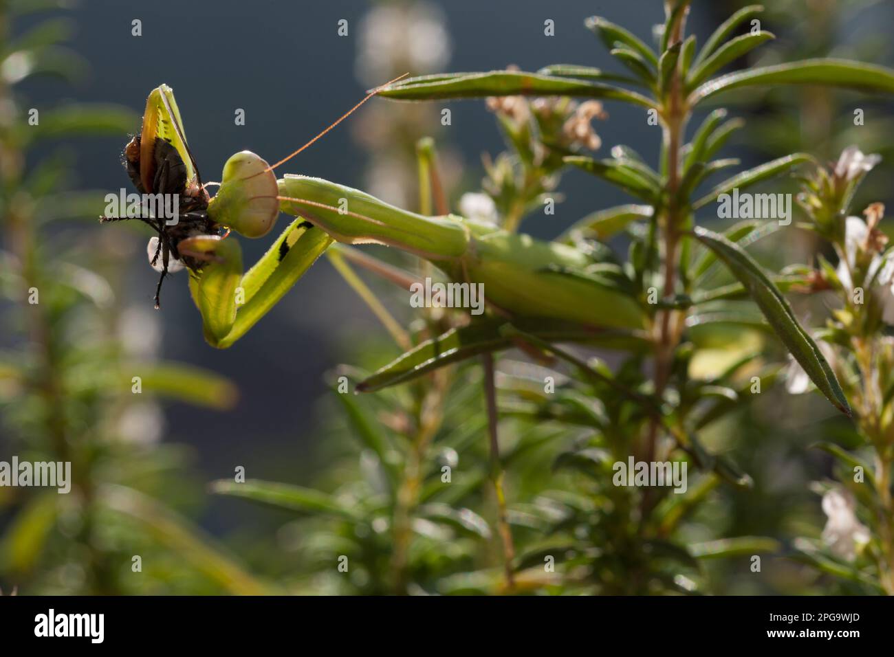 Mantide religiosa religiosa hi-res stock photography and images - Alamy