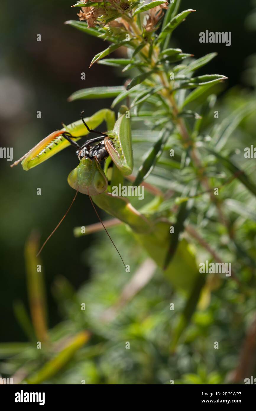 Mantide religiosa religiosa hi-res stock photography and images - Alamy